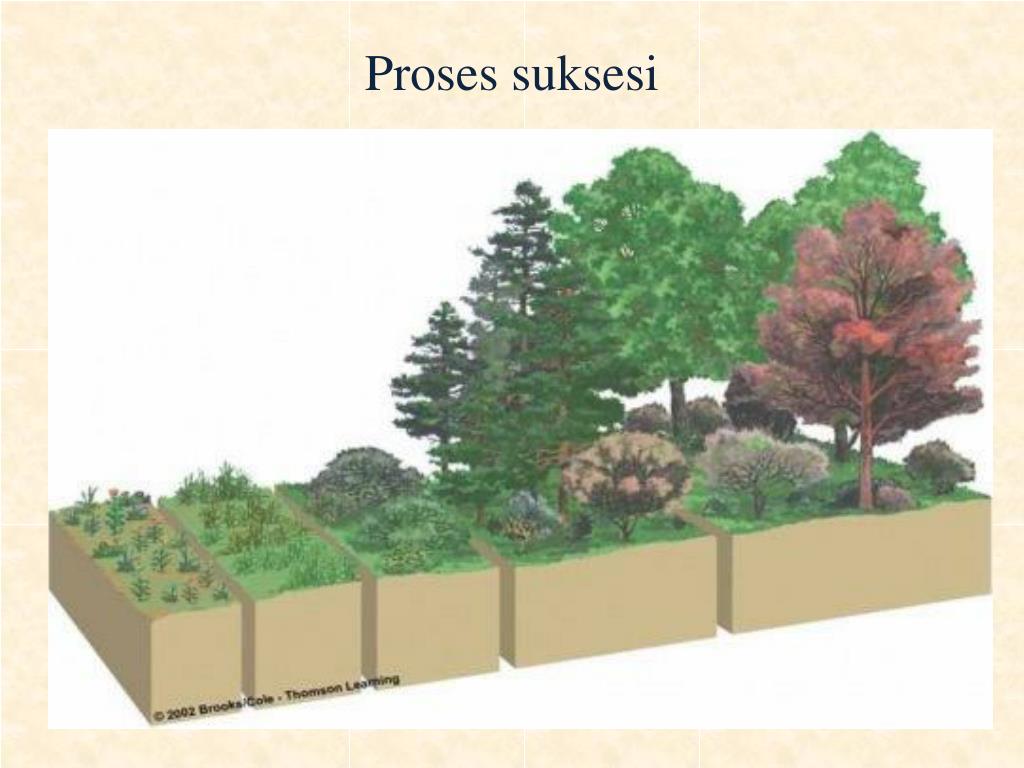 PPT - SUKSESI ( Definisi, Pendekatan Kajian, Konsep Klimaks ...