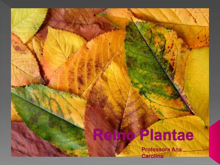 PPT - Reino Plantae PowerPoint Presentation, free download - ID:2363394