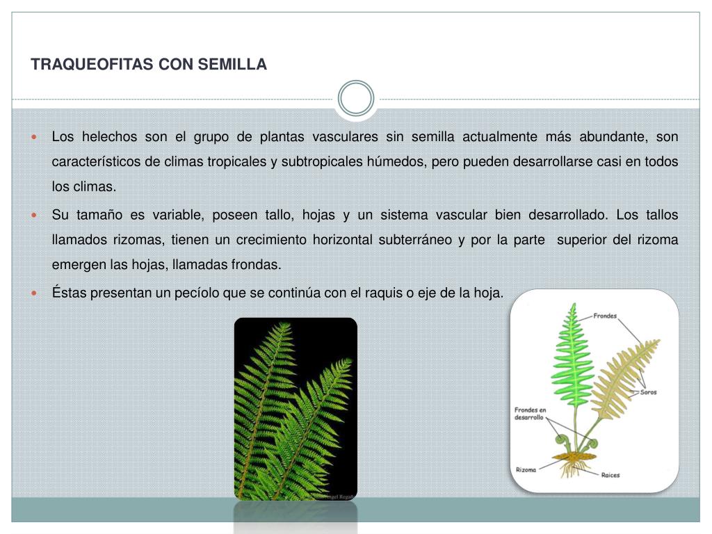 PPT - UNIDAD IV CLASIFICACIÓN DE LOS SERES VIVOS “Los Dominios y reinos ...
