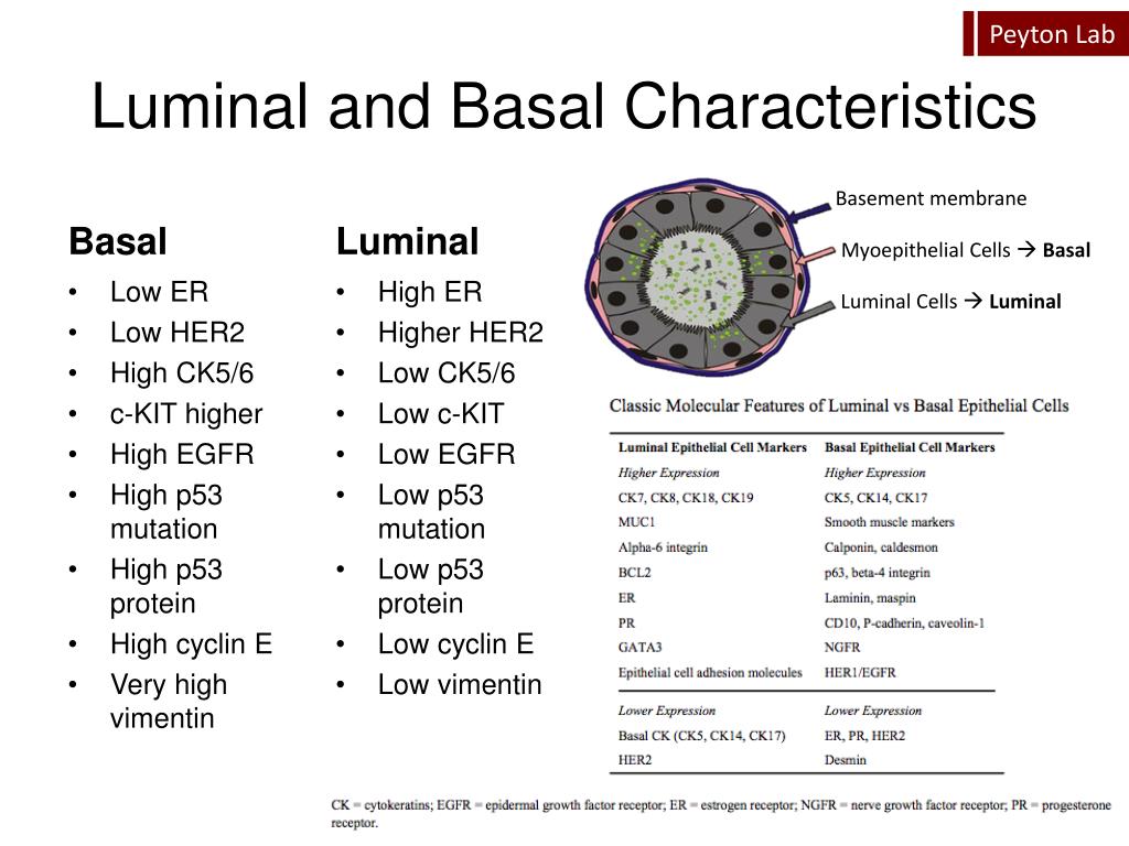 PPT - Chemotherapeutic Treatment Options for Triple Negative Breast ...
