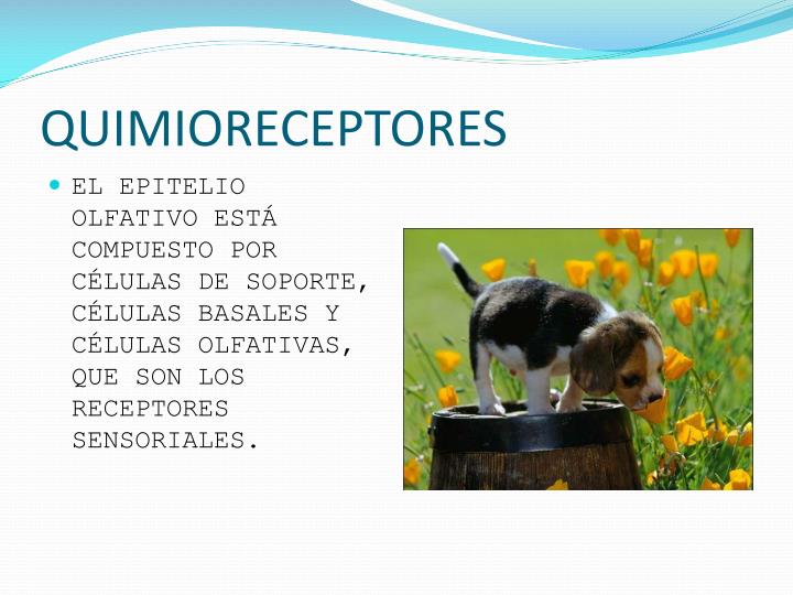 PPT - FUNCIONES SENSORIALES DEL SN Y RECEPTORES PowerPoint Presentation ...