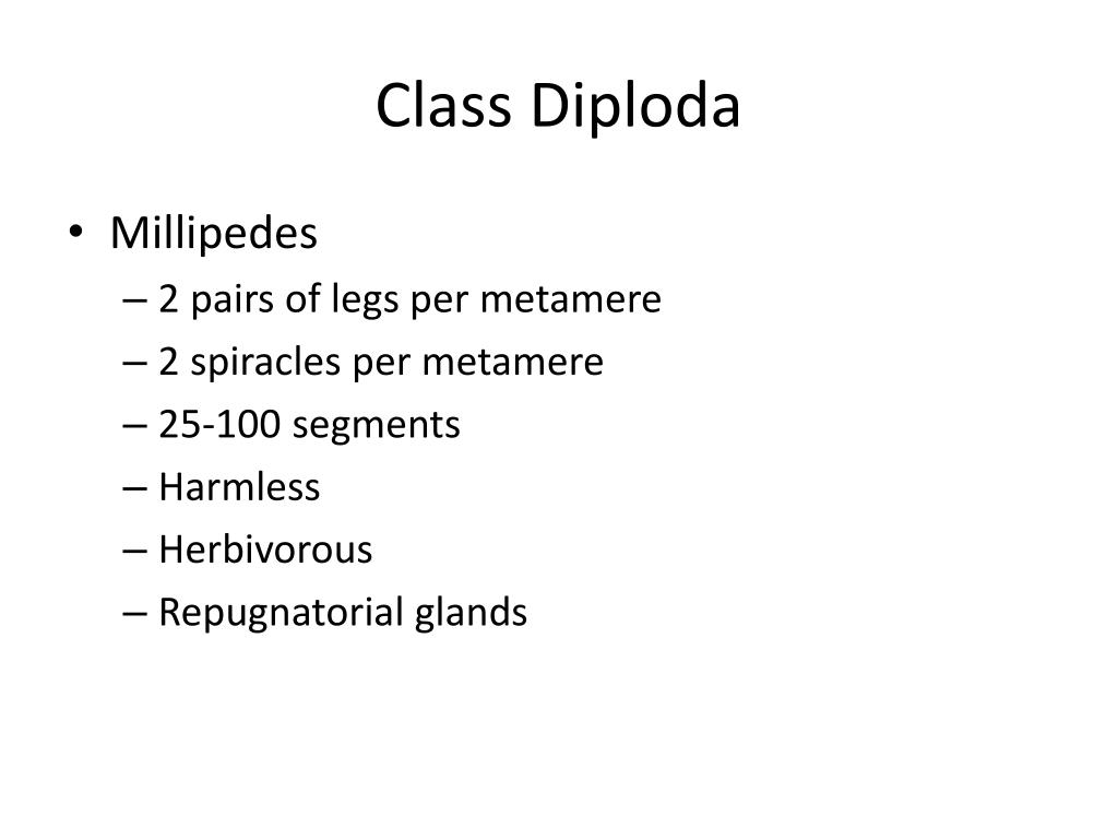 PPT - “jointed foot” Insects, centipedes, millipedes, spiders, and ...