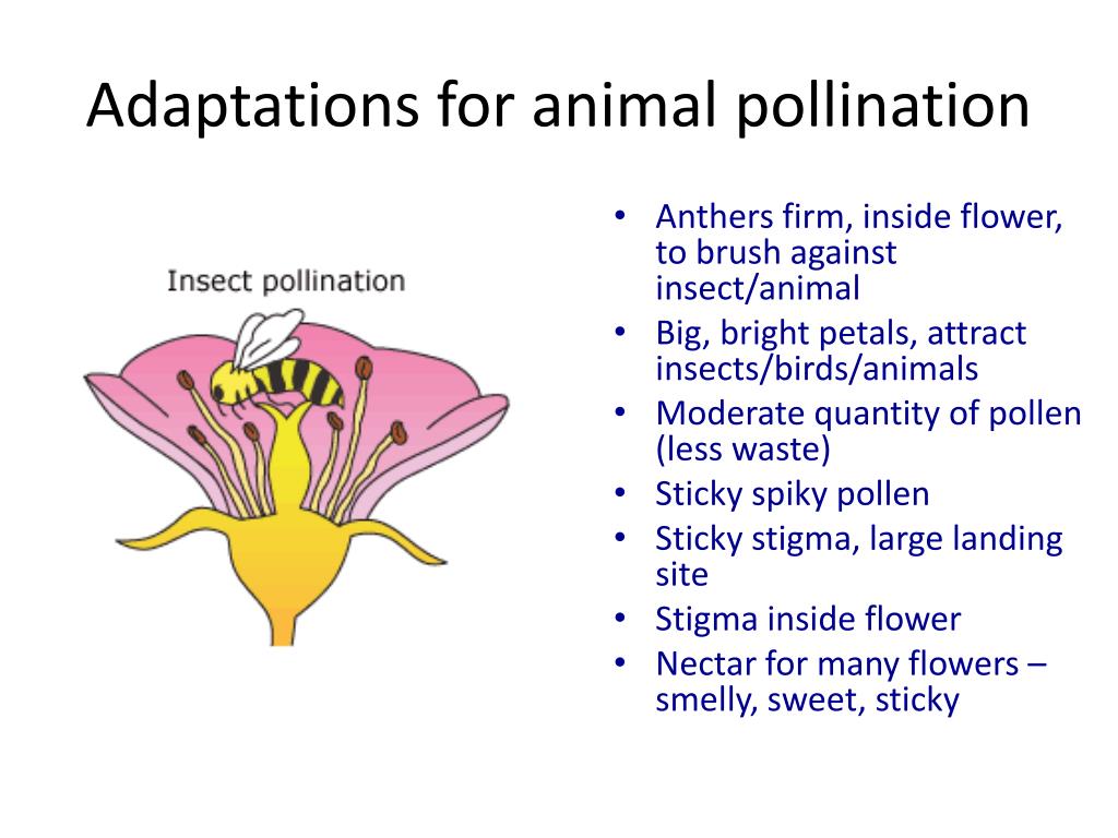 Ppt Flowering Plant Sex Powerpoint Presentation Free Download Id
