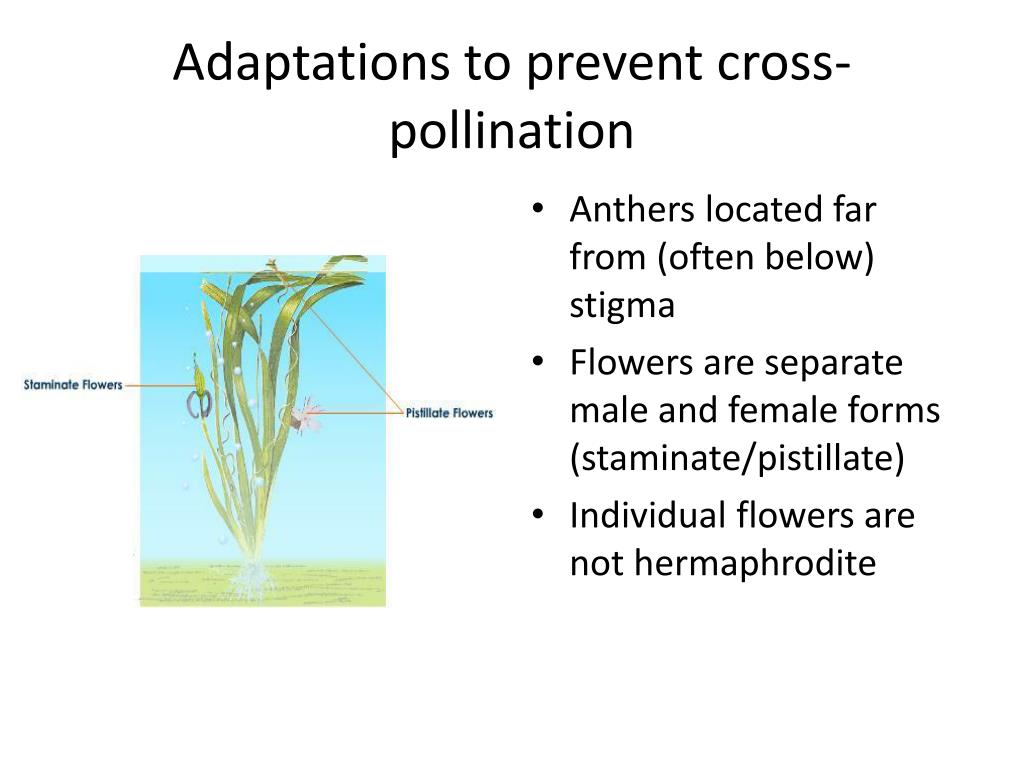 PPT - Flowering Plant Sex! PowerPoint Presentation, free download - ID ...