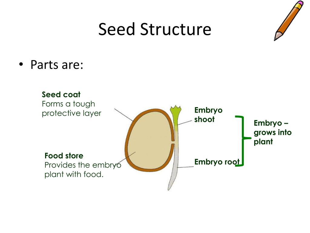 Ppt Flowering Plant Sex Powerpoint Presentation Free Download Id2364011
