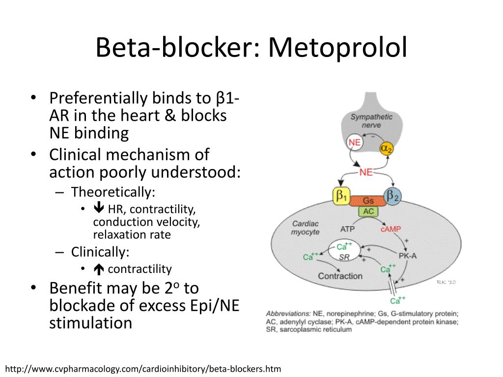 PPT - Structural and Functional Remodeling in Volume Overload Heart ...