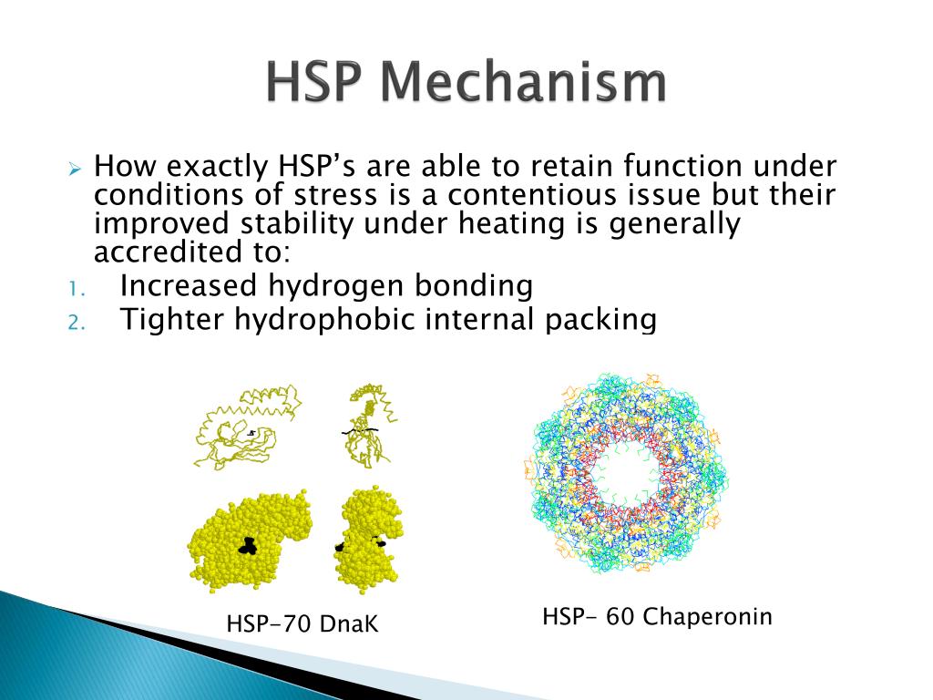 PPT - Heat Shock Proteins and their Role in Thermal Therapies ...