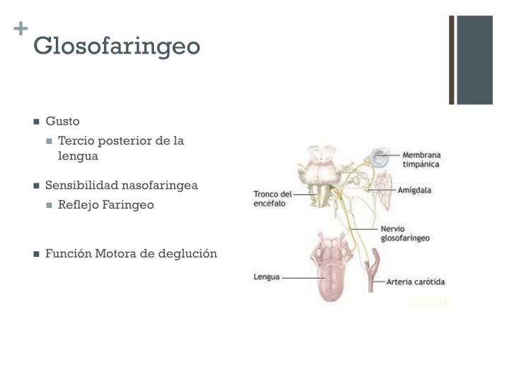 PPT - Semiología Neurológica PowerPoint Presentation - ID:2364513