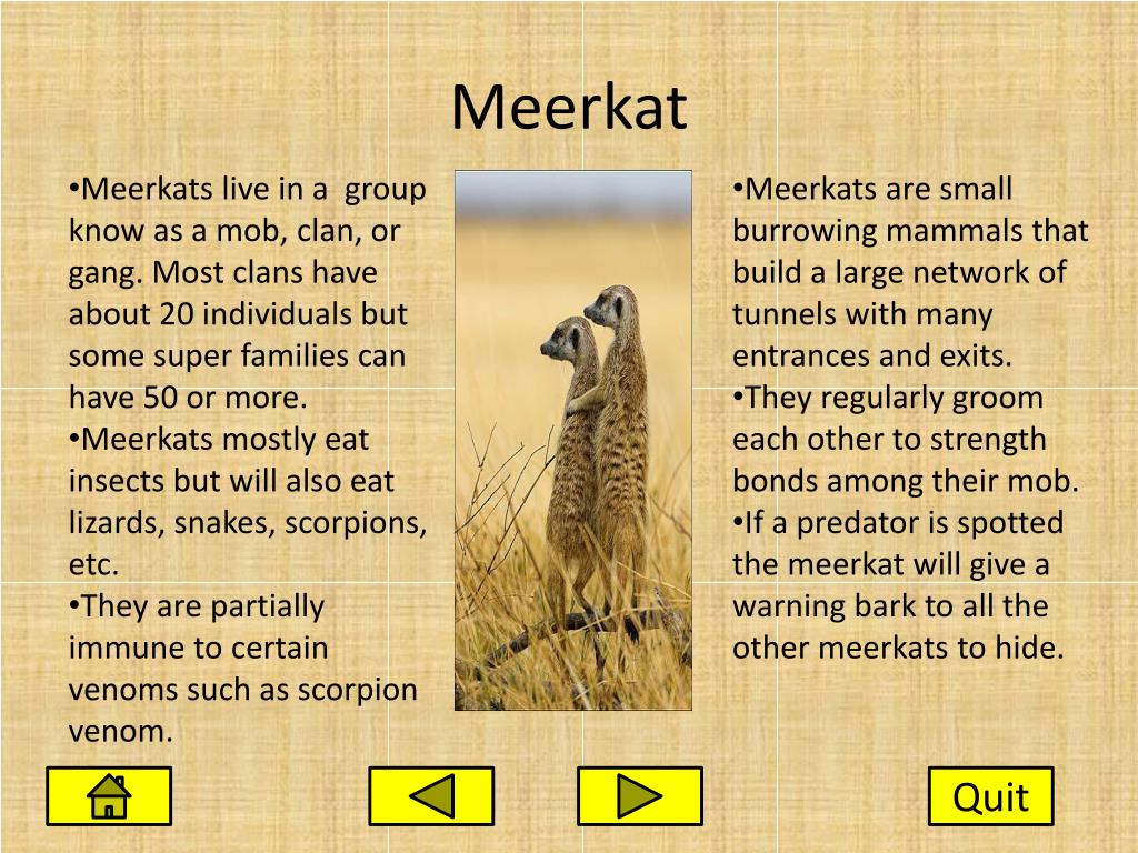 PPT - A Trip to the African Savanna (Virtual Tour) ) PowerPoint ...