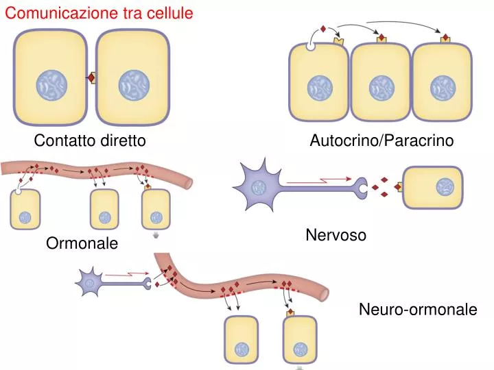 PPT - Contatto diretto PowerPoint Presentation, free download - ID:2364766