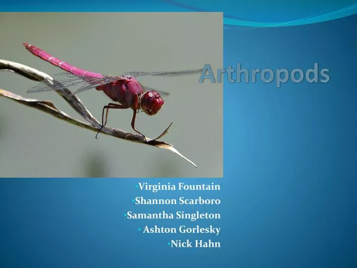 PPT - Arthropods PowerPoint Presentation, free download - ID:2364789