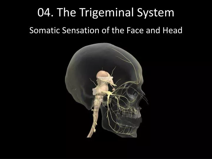 PPT - 04. The Trigeminal System PowerPoint Presentation, free download ...