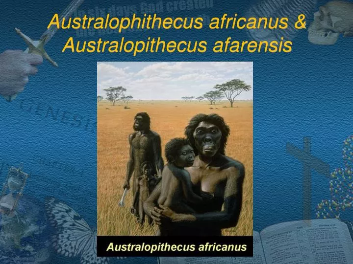 PPT - Australophithecus africanus & Australopithecus afarensis PowerPoint Presentation - ID:2365260