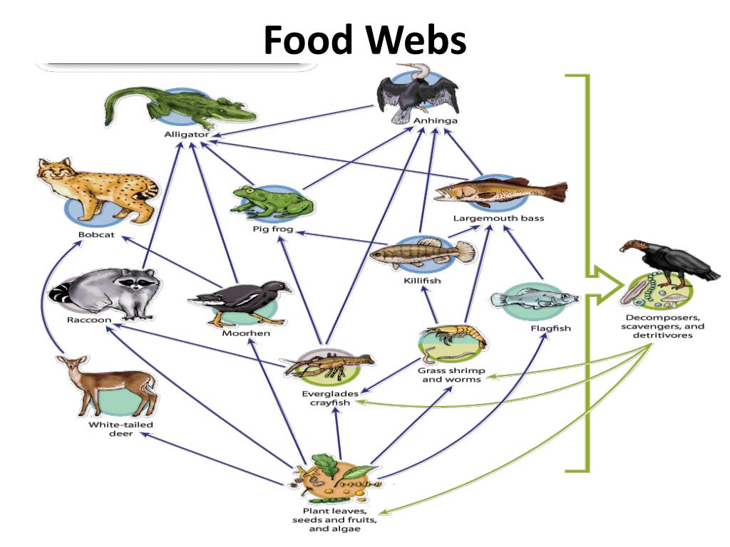 Ppt Food Webs Food Chains And Trophic Levels Powerpoi - vrogue.co Ppt Food Webs Food Chains And Trophic Levels Powerpoi - vrogue.co