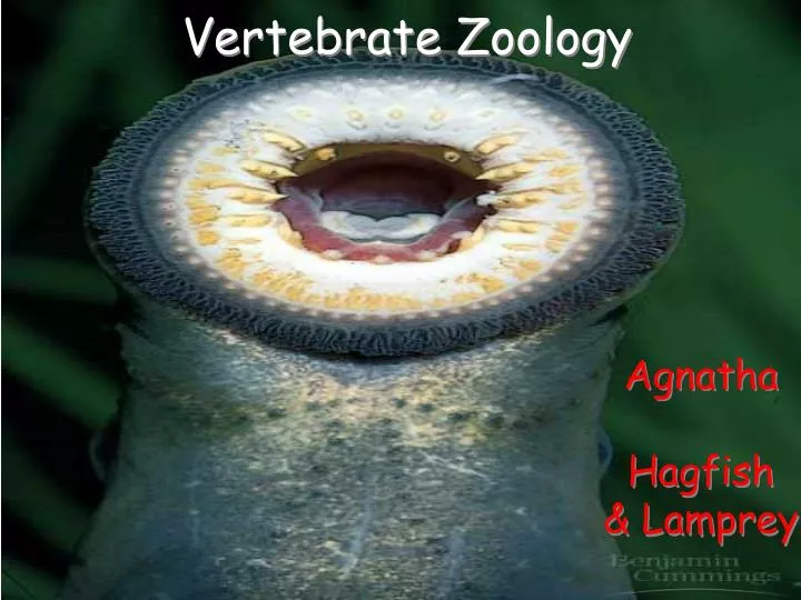 PPT - Vertebrate Zoology PowerPoint Presentation, free download - ID ...