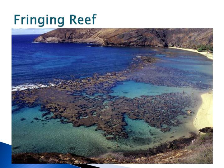 PPT - Coral Reefs and Lagoons PowerPoint Presentation - ID:2365690