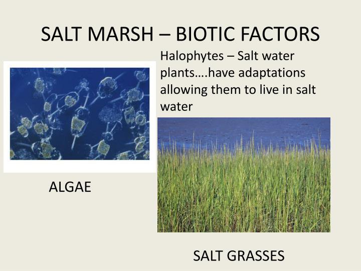 PPT - Marine Ecosystems Review PowerPoint Presentation - ID:2365712