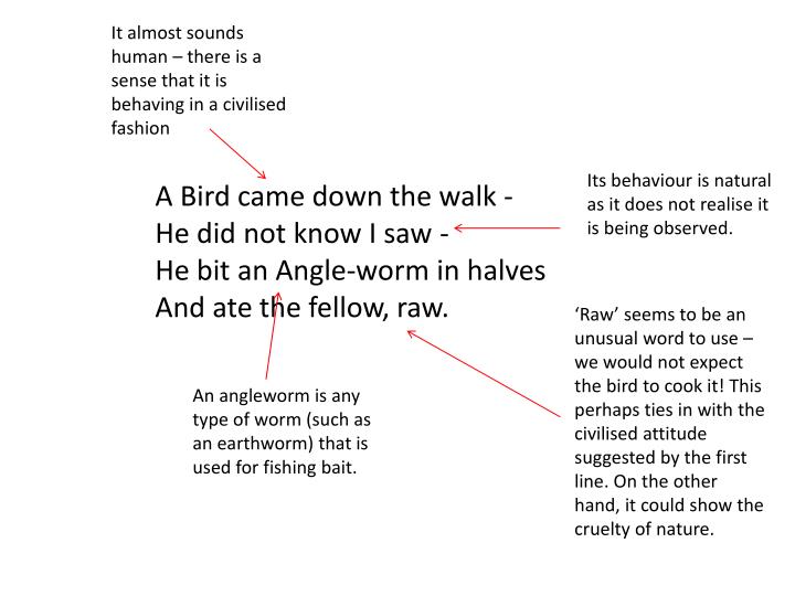 PPT - A bird came down the walk PowerPoint Presentation - ID:2365875