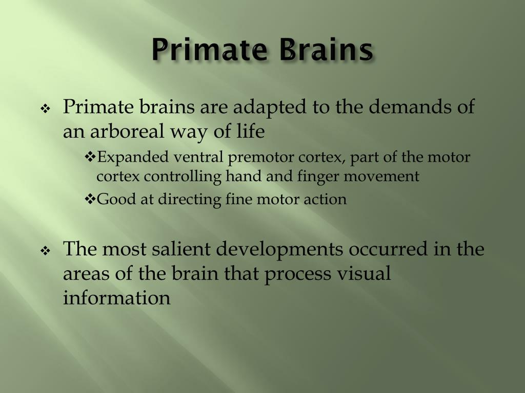 PPT - The Evolution of Primate Brains: Insights into Human Cognition ...