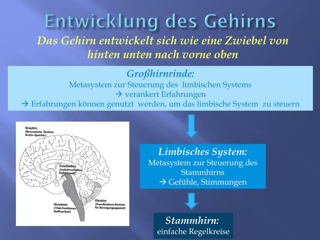 PPT - Gehirnforschung neue Erkenntnisse der Neurobiologie PowerPoint ...