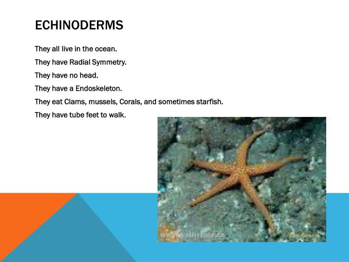 Echinoderms Symmetry