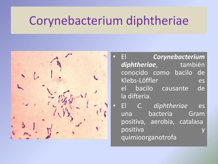 PPT - BACTERIAS PowerPoint Presentation - ID:2366159