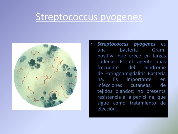 PPT - BACTERIAS PowerPoint Presentation - ID:2366159