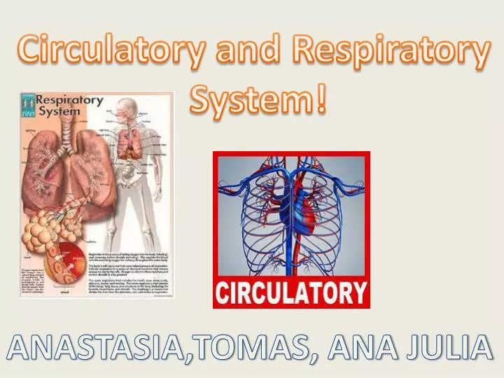 PPT - Circulatory and Respiratory System! PowerPoint Presentation, free ...