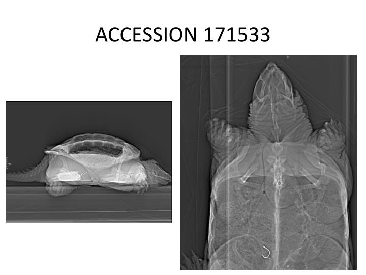 PPT - Chelonian Anatomy PowerPoint Presentation - ID:2366728