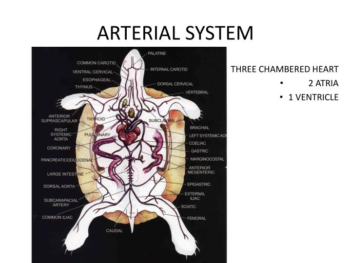 PPT - Chelonian Anatomy PowerPoint Presentation - ID:2366728