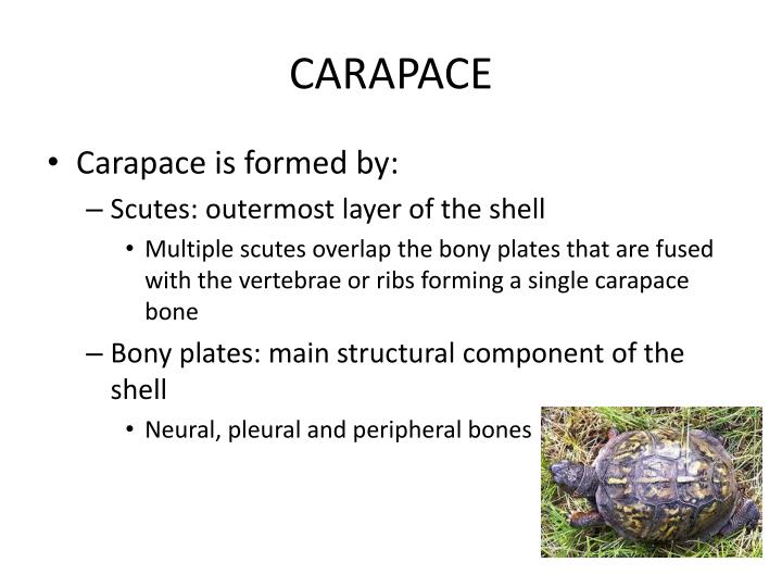 PPT - Chelonian Anatomy PowerPoint Presentation - ID:2366728