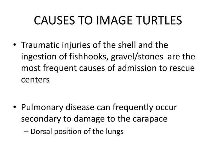 PPT - Chelonian Anatomy PowerPoint Presentation - ID:2366728