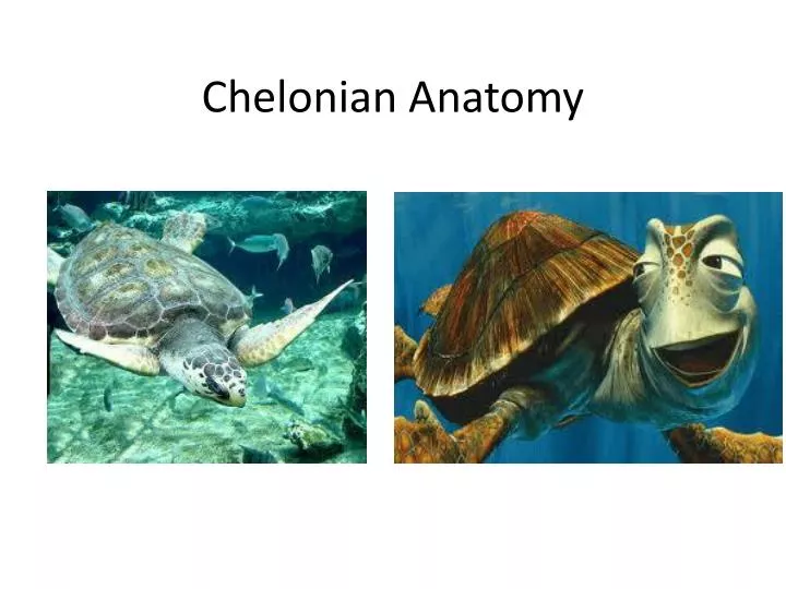 PPT - Chelonian Anatomy PowerPoint Presentation, free download - ID:2366728