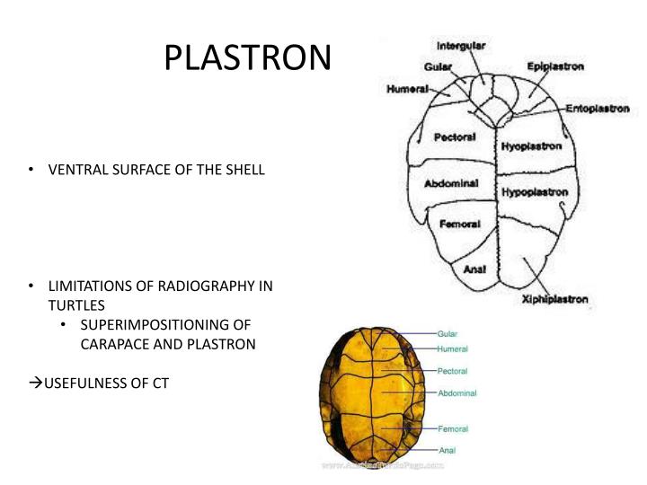 PPT - Chelonian Anatomy PowerPoint Presentation - ID:2366728