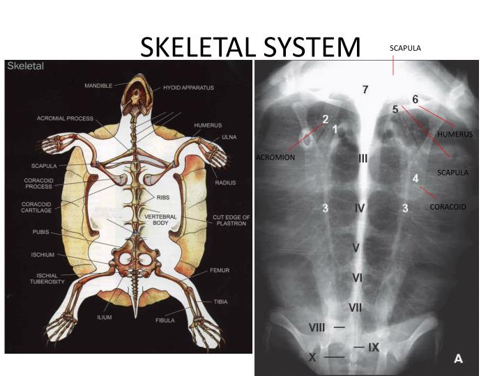 PPT - Chelonian Anatomy PowerPoint Presentation - ID:2366728