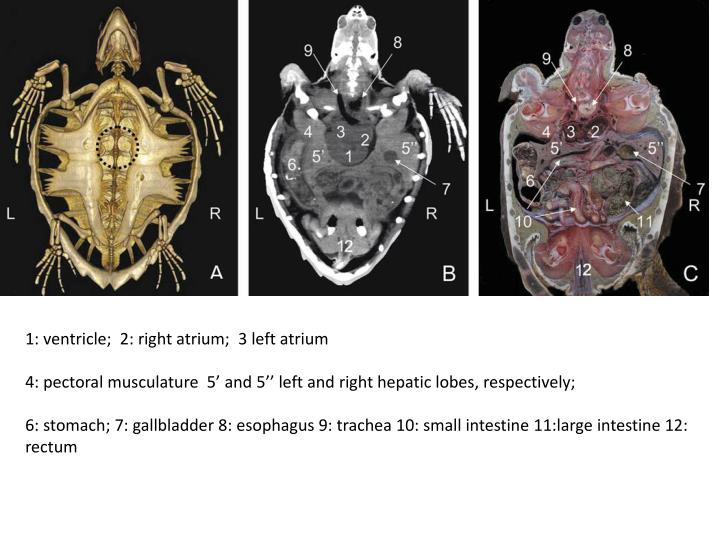 PPT - Chelonian Anatomy PowerPoint Presentation - ID:2366728