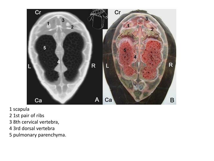 PPT - Chelonian Anatomy PowerPoint Presentation - ID:2366728