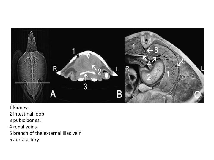PPT - Chelonian Anatomy PowerPoint Presentation - ID:2366728