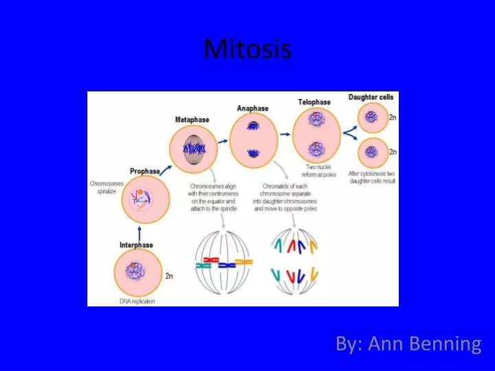 PPT - Mitosis PowerPoint Presentation, free download - ID:2366967