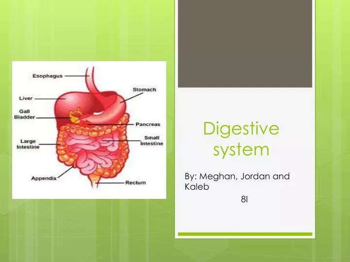 PPT - Digestive system PowerPoint Presentation, free download - ID:2367005