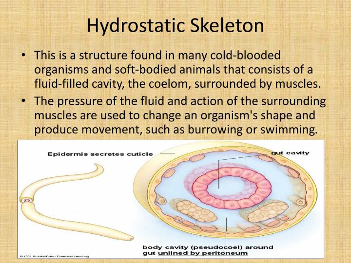 What Is Hydrostatic Skeleton