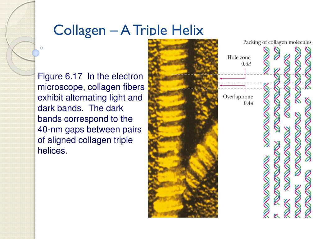 PPT - COLLAGEN CHEMISTRY AND BIOLOGY PowerPoint Presentation, free ...