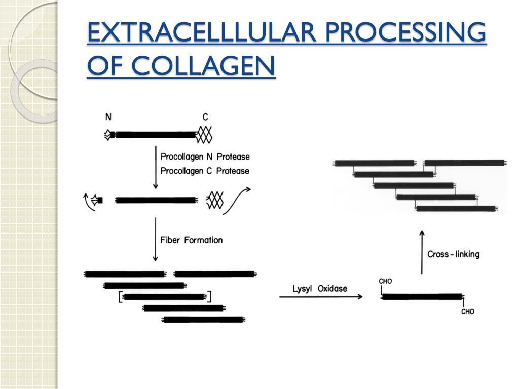 PPT - COLLAGEN CHEMISTRY AND BIOLOGY PowerPoint Presentation, free ...