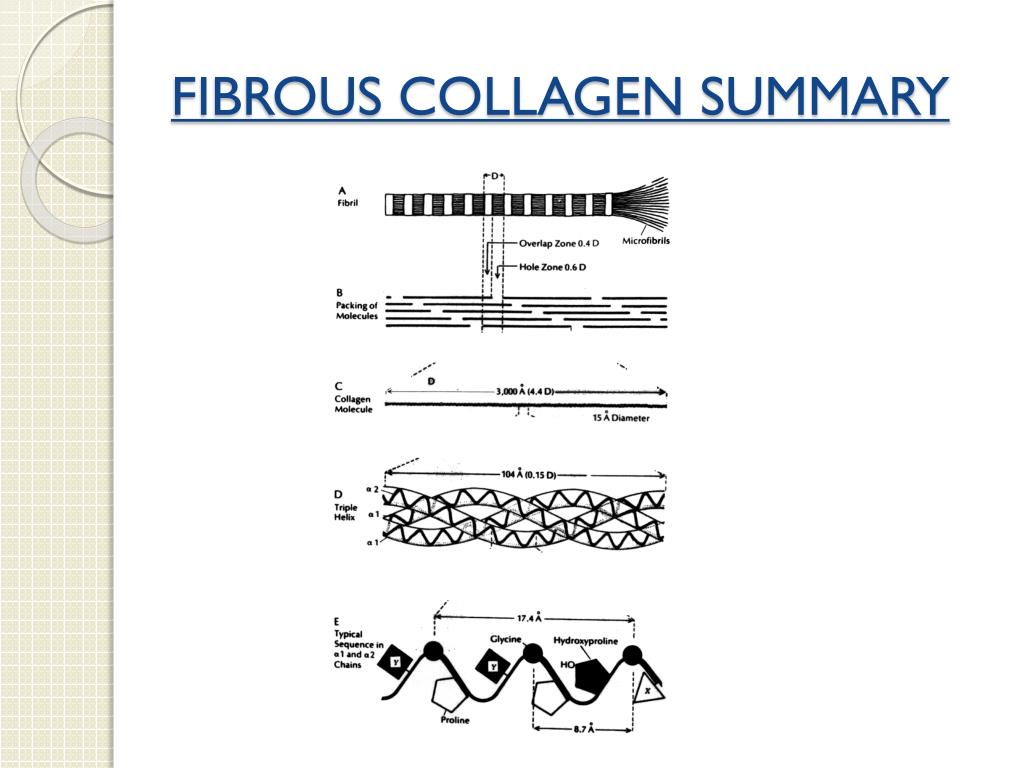 PPT - COLLAGEN CHEMISTRY AND BIOLOGY PowerPoint Presentation, free ...