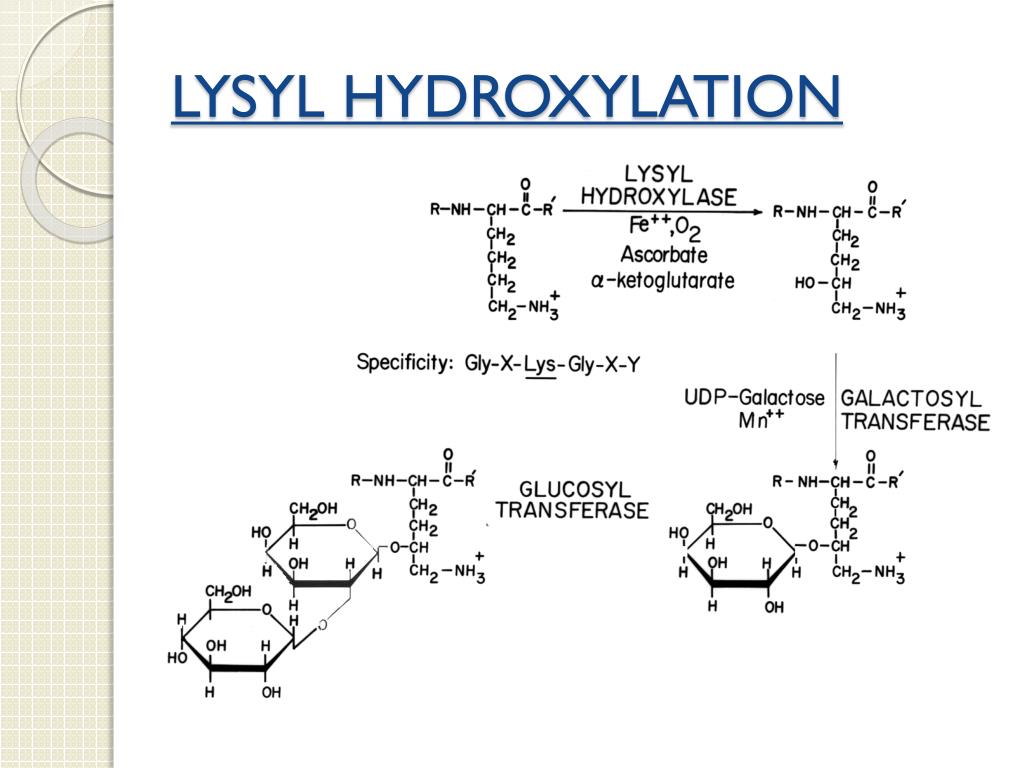 PPT - COLLAGEN CHEMISTRY AND BIOLOGY PowerPoint Presentation, free ...