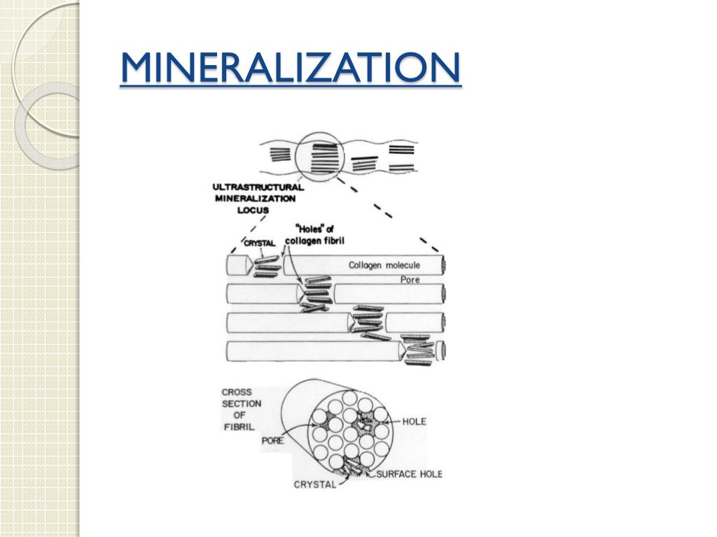 PPT - COLLAGEN CHEMISTRY AND BIOLOGY PowerPoint Presentation, free ...