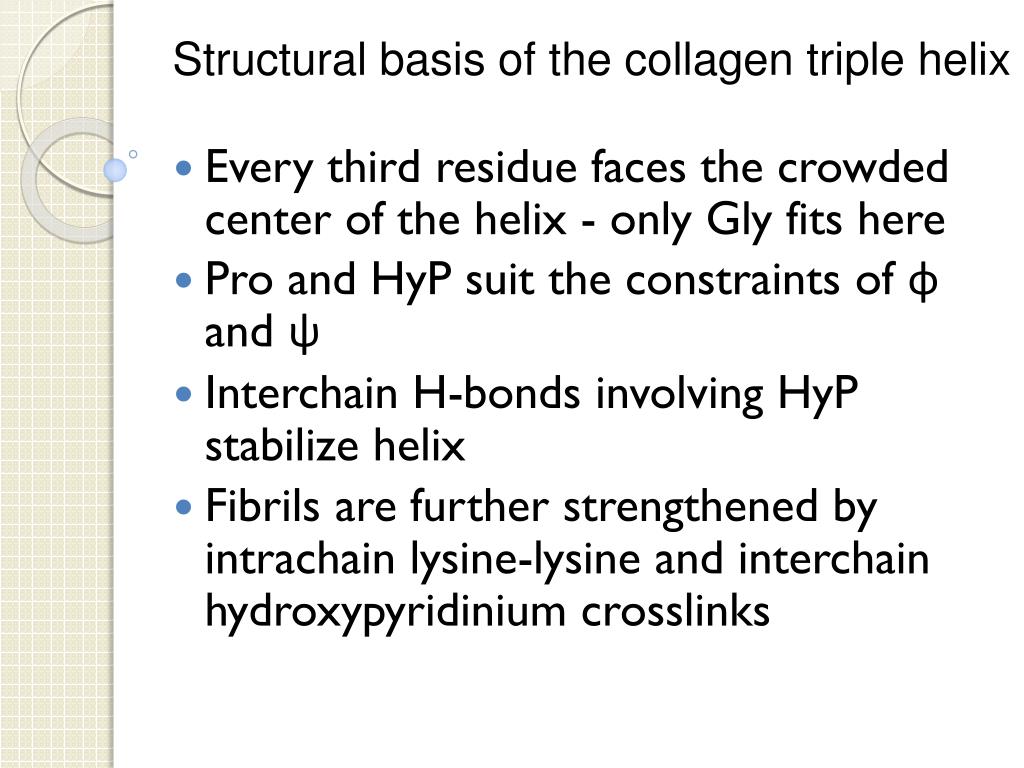 PPT - COLLAGEN CHEMISTRY AND BIOLOGY PowerPoint Presentation, free ...