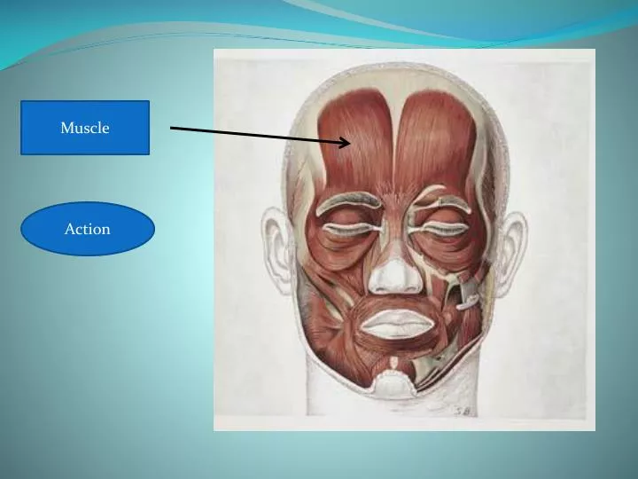 PPT - Frontalis PowerPoint Presentation, free download - ID:2367453