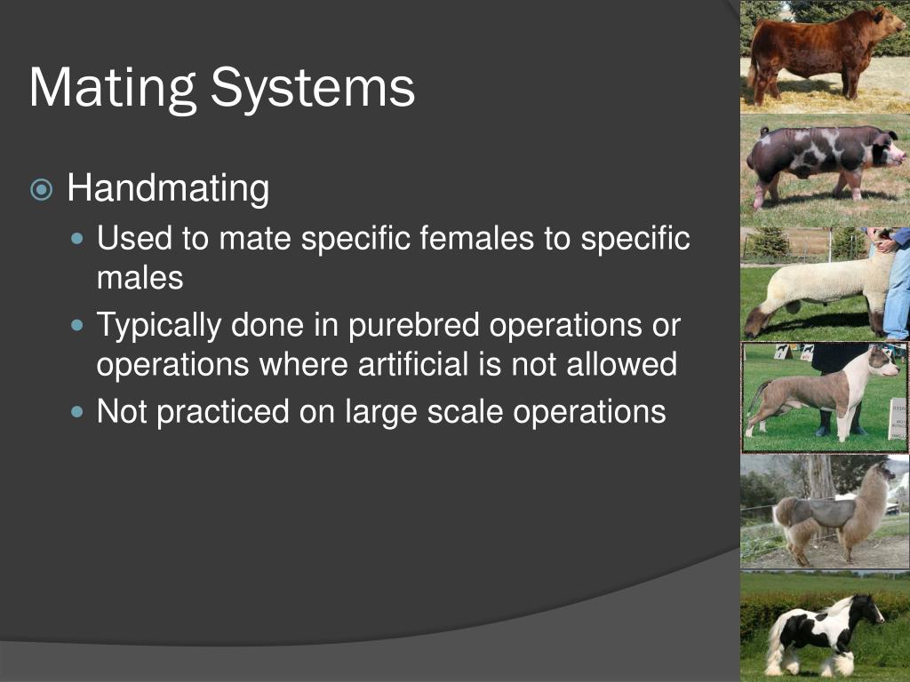 PPT - Male Reproduction PowerPoint Presentation, free download - ID:2367461