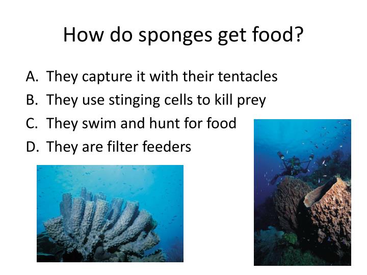 How do sponges move how do sponges move slideshare - studiosljko